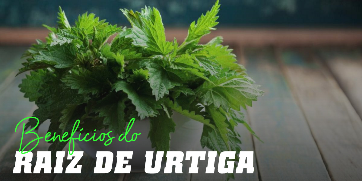 Extrato de Raiz de Urtiga: O que é, Usos e Benefícios desta Planta