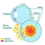 Occhi e Zeaxantina: proprietà ed effetti collaterali