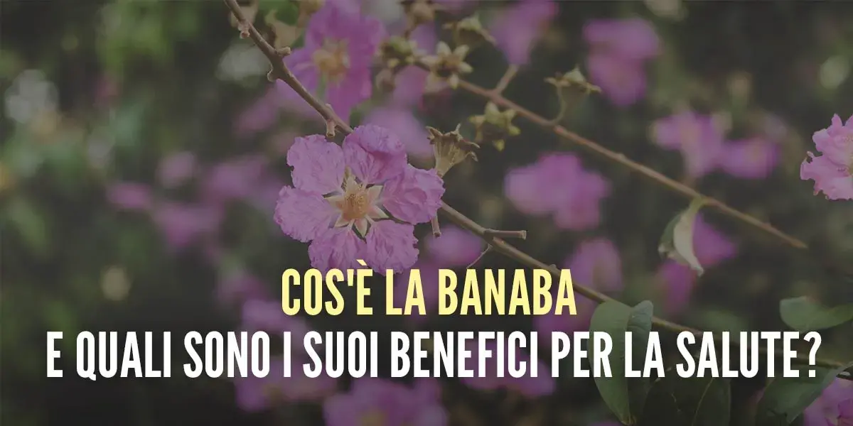 Cos’è la Banaba e quali sono i suoi benefici? | HSN