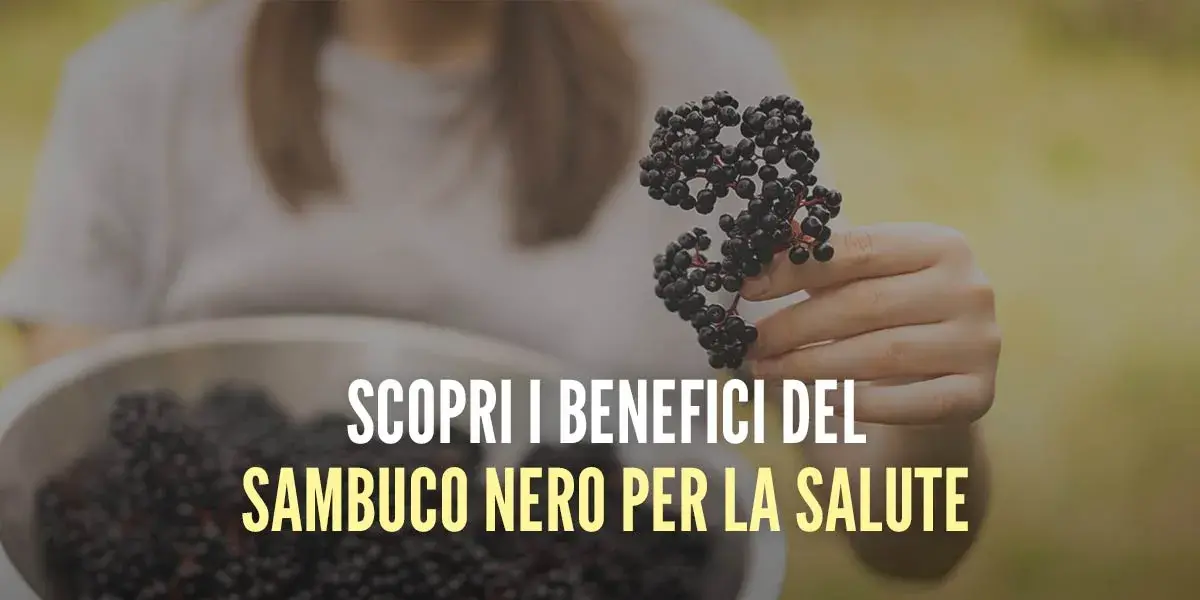 A cosa serve il Sambuco Nero e quali sono i suoi benefici | HSN