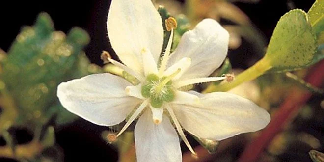 Proprietà del Buchu: un diuretico naturale - Blog HSN