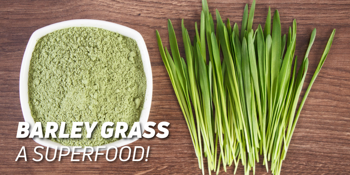 Barley Grass: Learn more about this Superfood! 【2026
